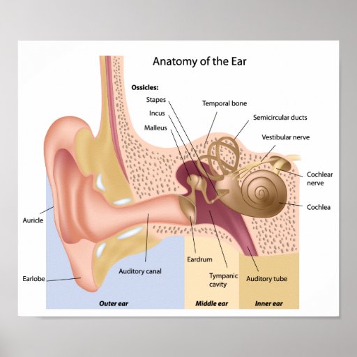 Anatomy of Human Ear Poster | Zazzle Anatomy of Human Ear Poster | Zazzle