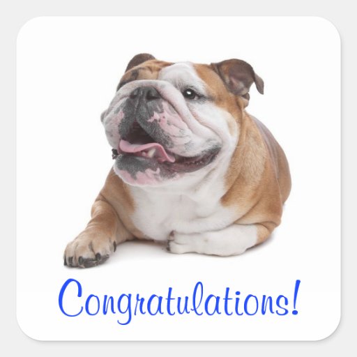 Congratulations Happy Bulldog Puppy Dog Sticker | Zazzle