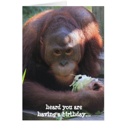 Funny Birthday Card Orangutan Wants Cake Zazzle