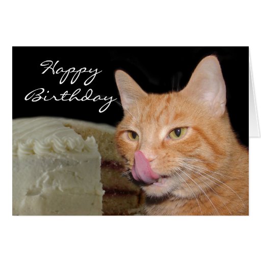 Funny Cat Birthday Card Zazzle