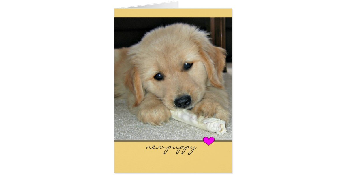 Golden Retriever New Puppy Greeting Card Zazzle golden-retriever-new-puppy-greeting-card-zazzle