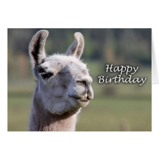 Happy Birthday llama | llama happy birthday Card | Zazzle