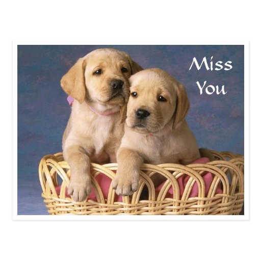 Miss You Labrador Retriever Puppy Post Card | Zazzle