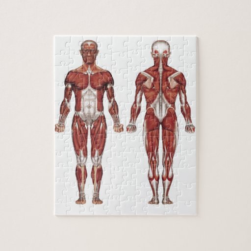 Muscular system, front and back jigsaw puzzle | Zazzle