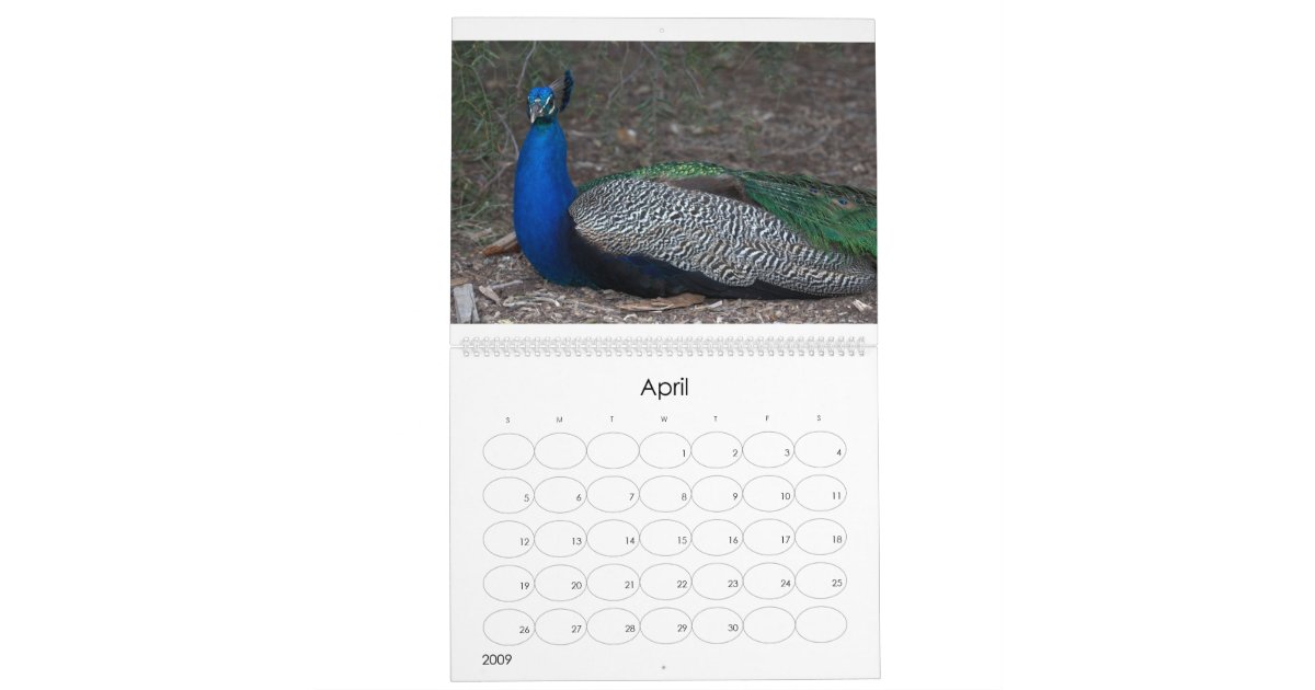 Peacocks Calendar Zazzle