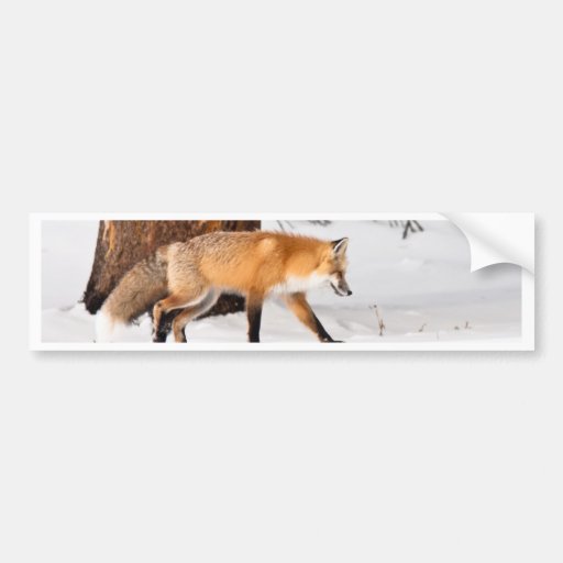Red Fox Bumper Sticker Zazzle