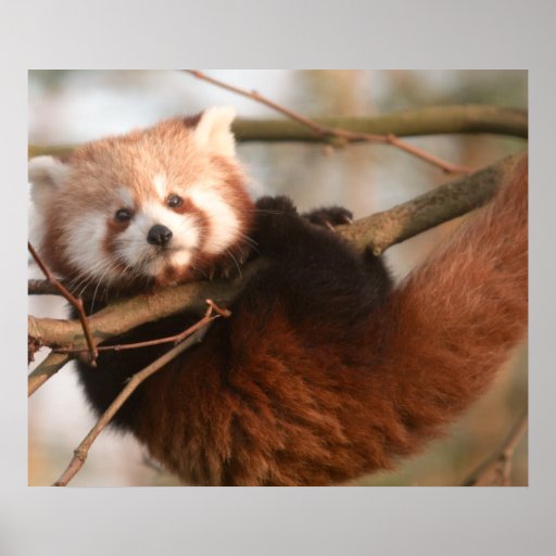 RED PANDAS PRINT Zazzle