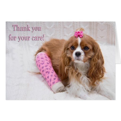 Thank You For Your Care King Charles Spaniel Card | Zazzle Thank You For Your Care King Charles Spaniel Card | Zazzle
