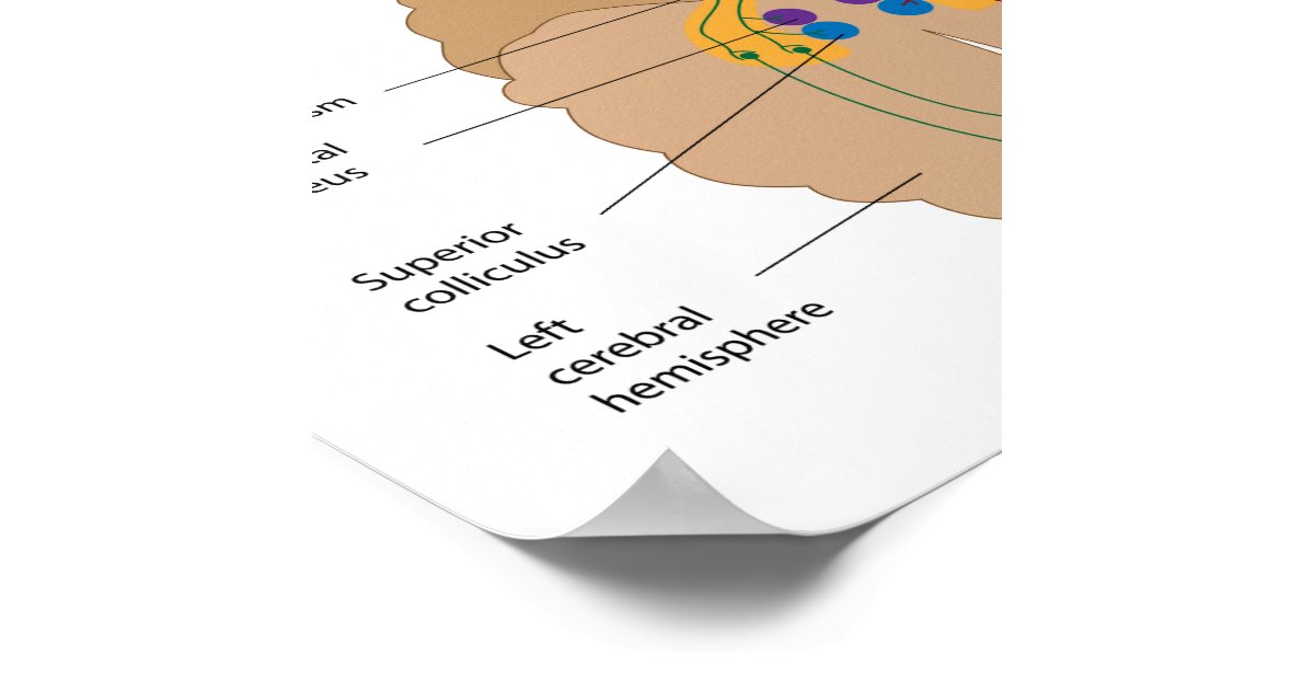 The Visual Projection Pathway Poster Zazzle