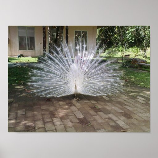 White Peacock Poster Zazzle