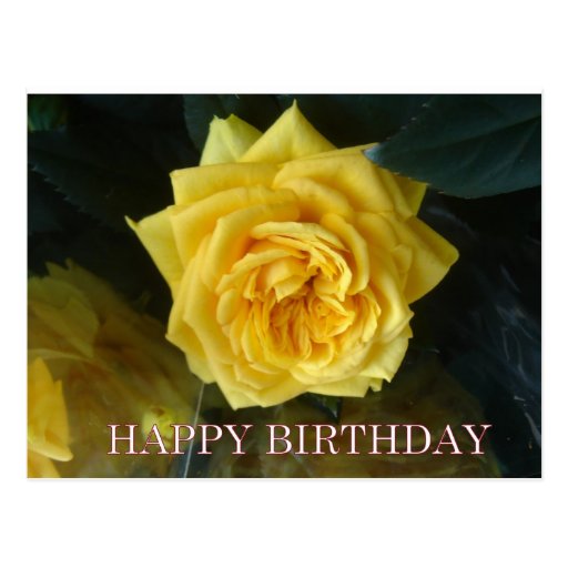 Yellow Rose Birthday Greetings Postcard Zazzle