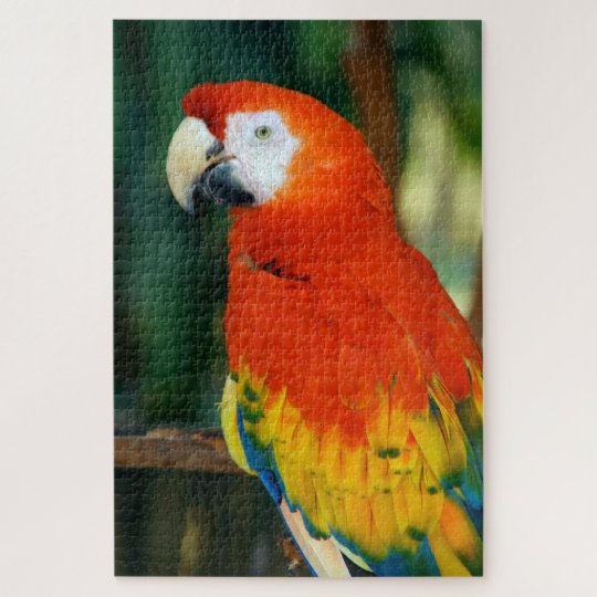 1000 piece Scarlet Macaw Jigsaw Puzzle | Zazzle.com