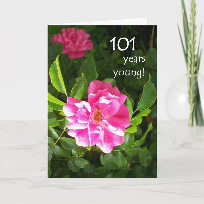 101st Birthday Card - Pink Roses | Zazzle.com