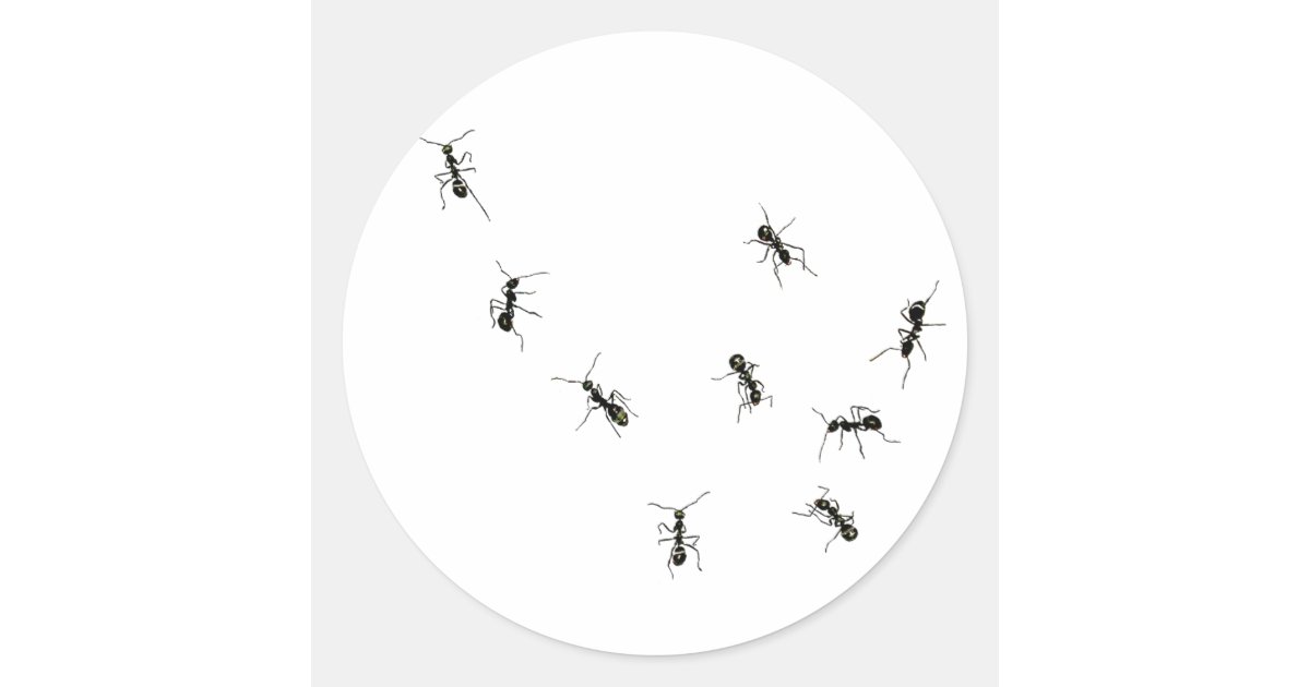 10 ants classic round sticker | Zazzle