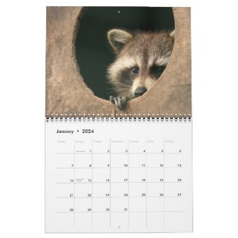 12 Months of Adorable Raccoons Calendar 2016 | Zazzle