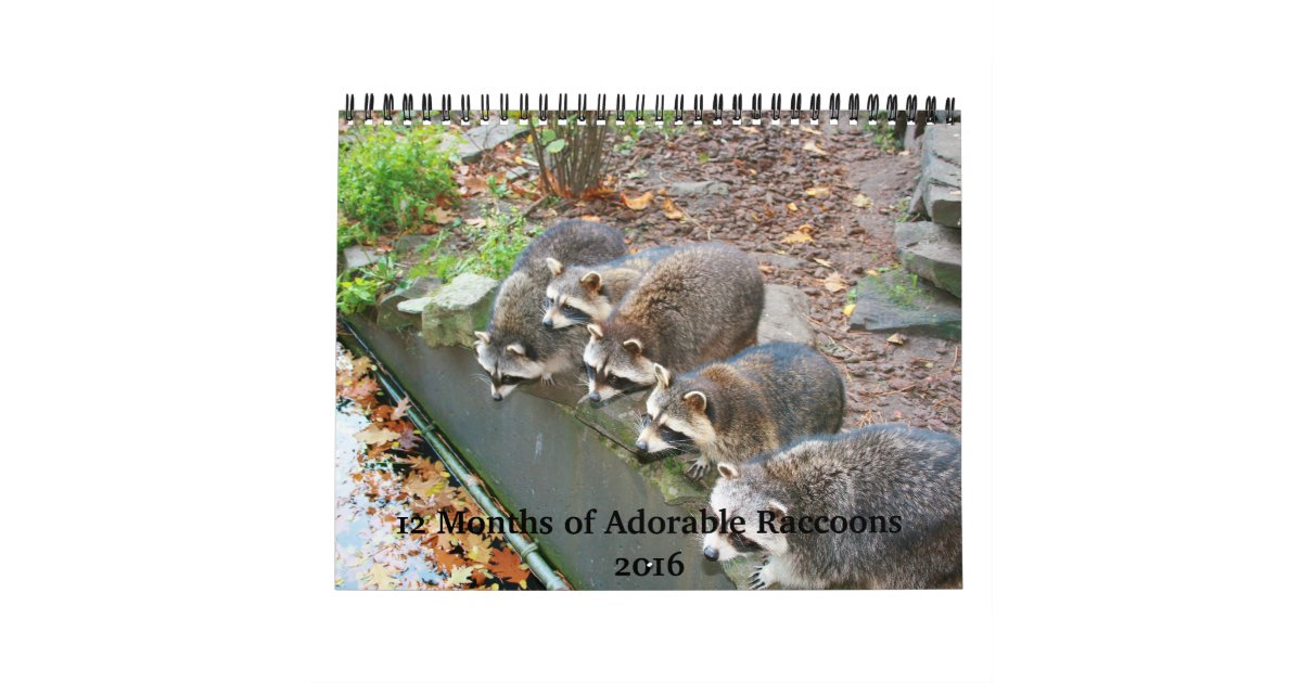 12 Months of Adorable Raccoons Calendar 2016 | Zazzle