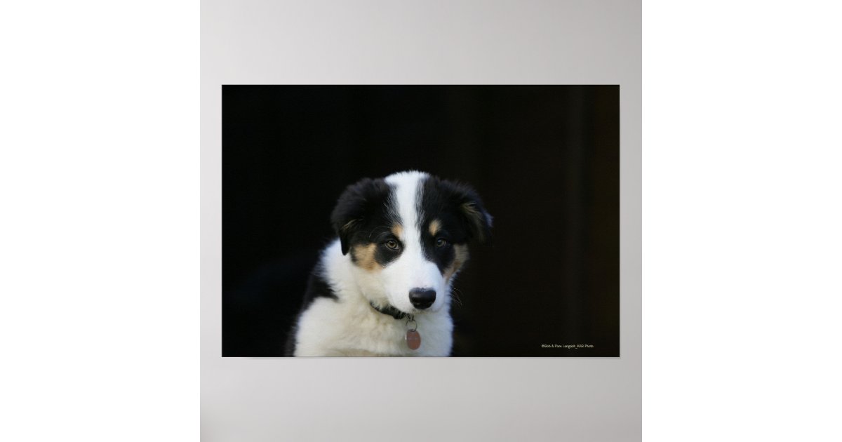 12 Week Old Border Collie Puppy Poster | Zazzle