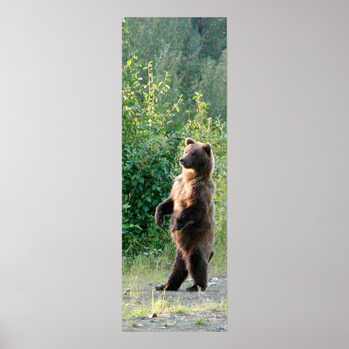 12x36 Poster Paper (Matte) of grizzly bear | Zazzle.com