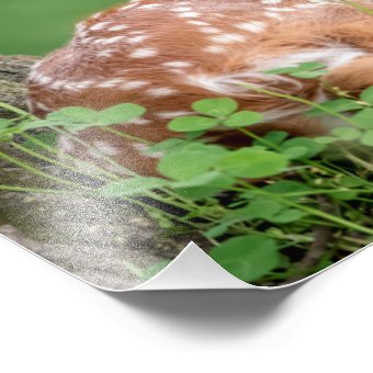 14x11 Adorable Fawn laying under a tree Photo Print | Zazzle