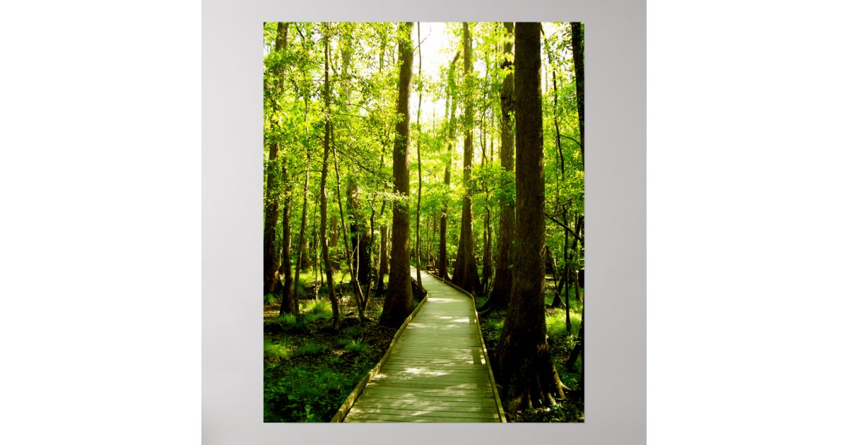 16x20 Poster - Forest Path | Zazzle