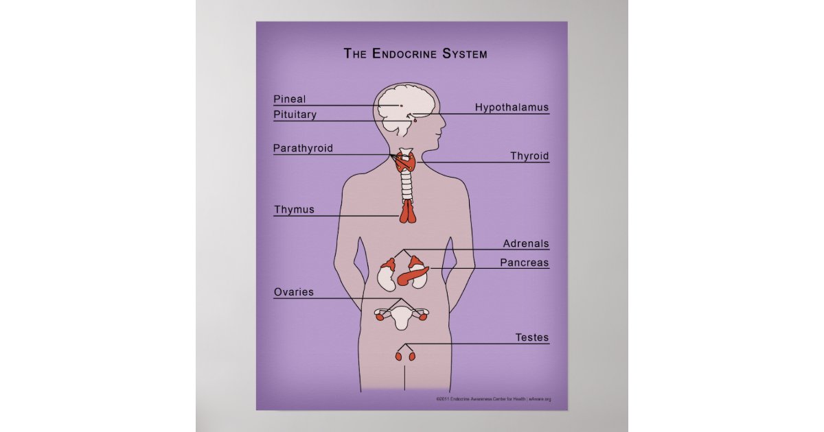 16x20 Poster Of The Endocrine System Zazzle