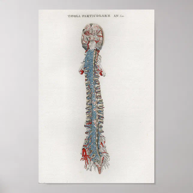 1833 Vintage Brain Spine Anatomy Poster | Zazzle
