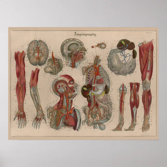1837 Vintage Arteries Blood Anatomy Art Poster | Zazzle