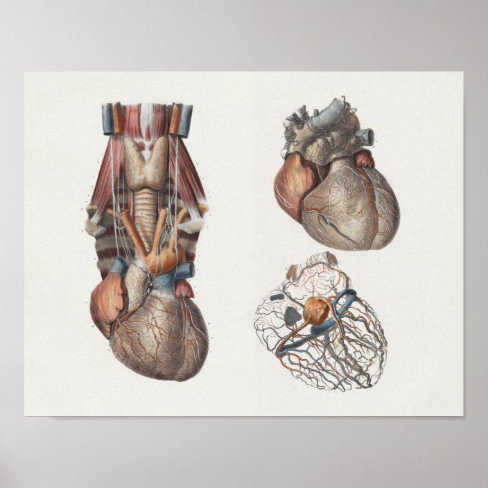 1867 Human Heart Vintage Anatomy Print | Zazzle.com