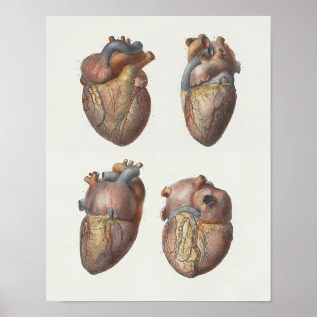 1867 Human Heart Vintage Anatomy Print | Zazzle
