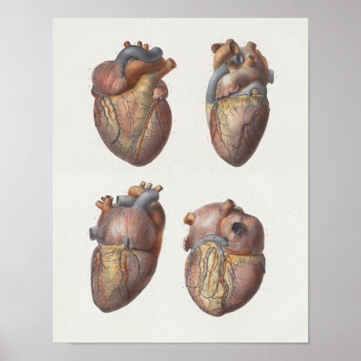 1867 Human Heart Vintage Anatomy Print | Zazzle.com