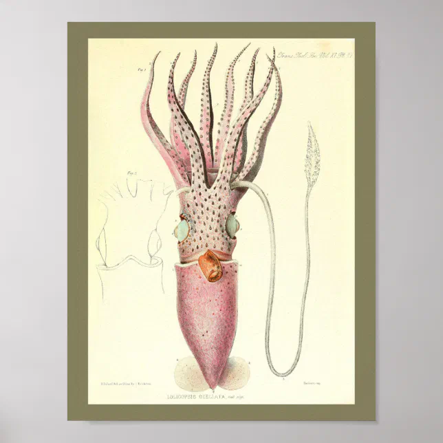 squid art print