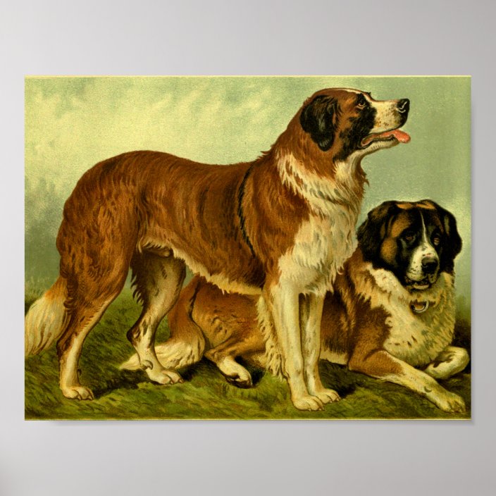 1881 Vintage St. Bernards Print | Zazzle.com