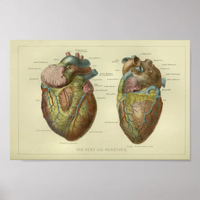 1886 Vintage Human Heart Anatomy Print | Zazzle