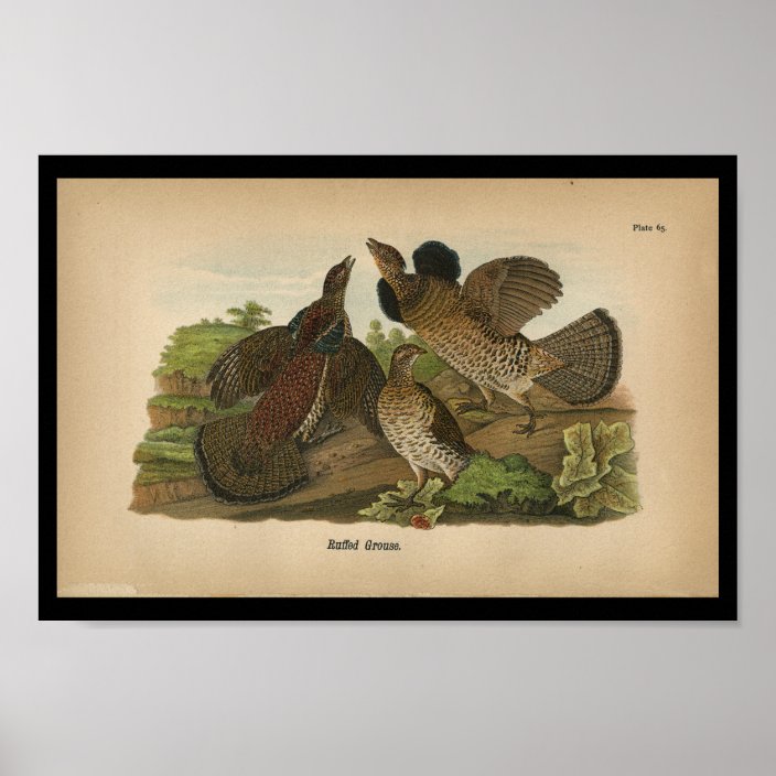 1890 Bird Print Ruffed Grouse | Zazzle.com