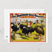 1898 ostrich circus vintage poster postcard | Zazzle