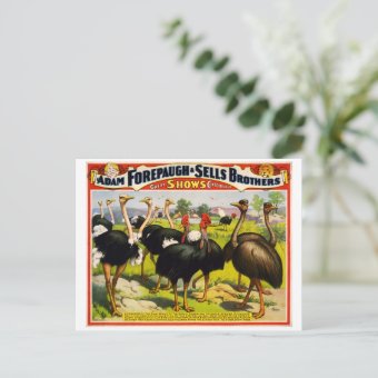 1898 ostrich circus vintage poster postcard | Zazzle