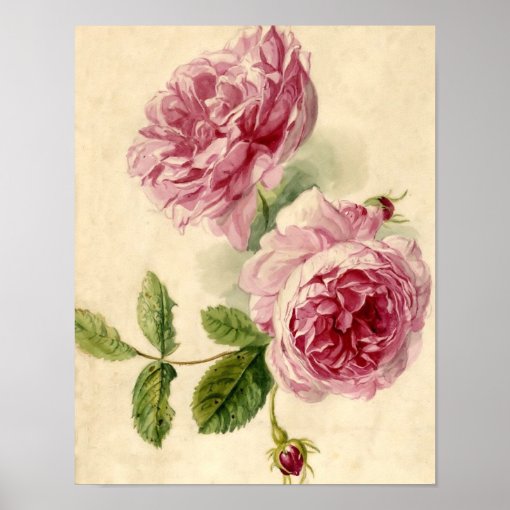 18th Century Pink Rose Study Poster | Zazzle