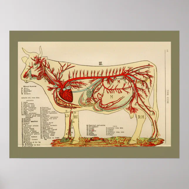 1917 Vintage Cow Artery Anatomy Chart | Zazzle