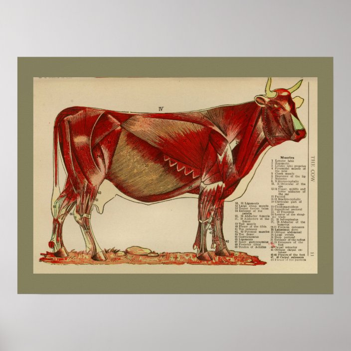 1917 Vintage Cow Muscle Anatomy Chart | Zazzle.com