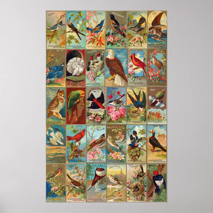 19th Century Birds of America Illustrations Poster | Zazzle