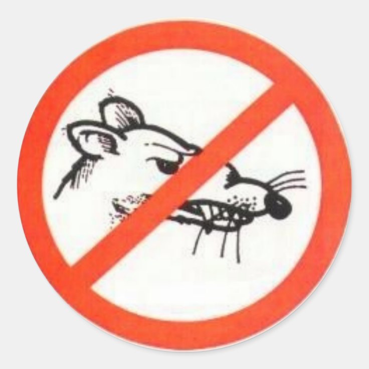 1.5" No Rat Sticker | Zazzle