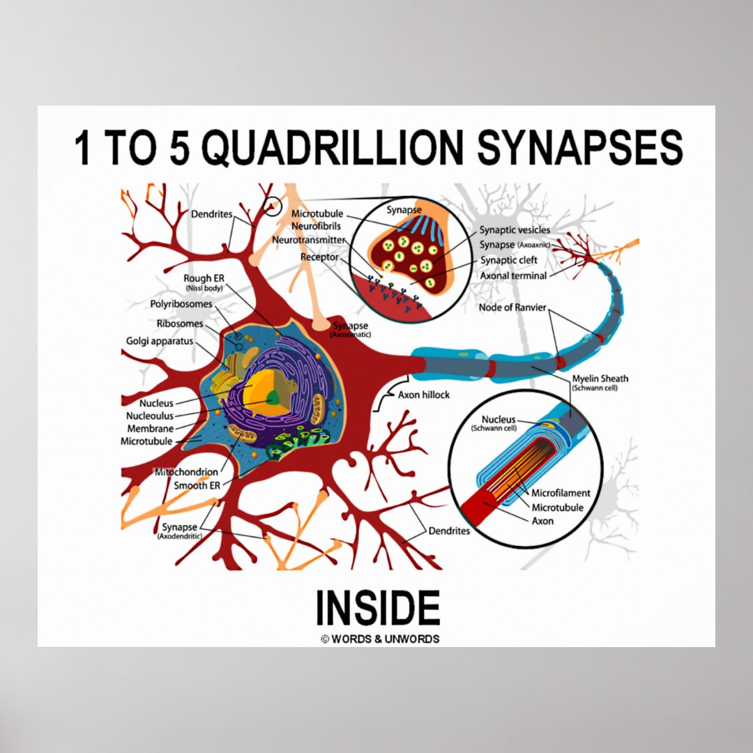 1 To 5 Quadrillion Synapses Inside Neuron Synapse Poster | Zazzle