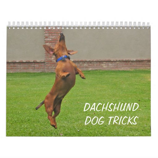 2012 Dachshund Dog Tricks Calendar | Zazzle