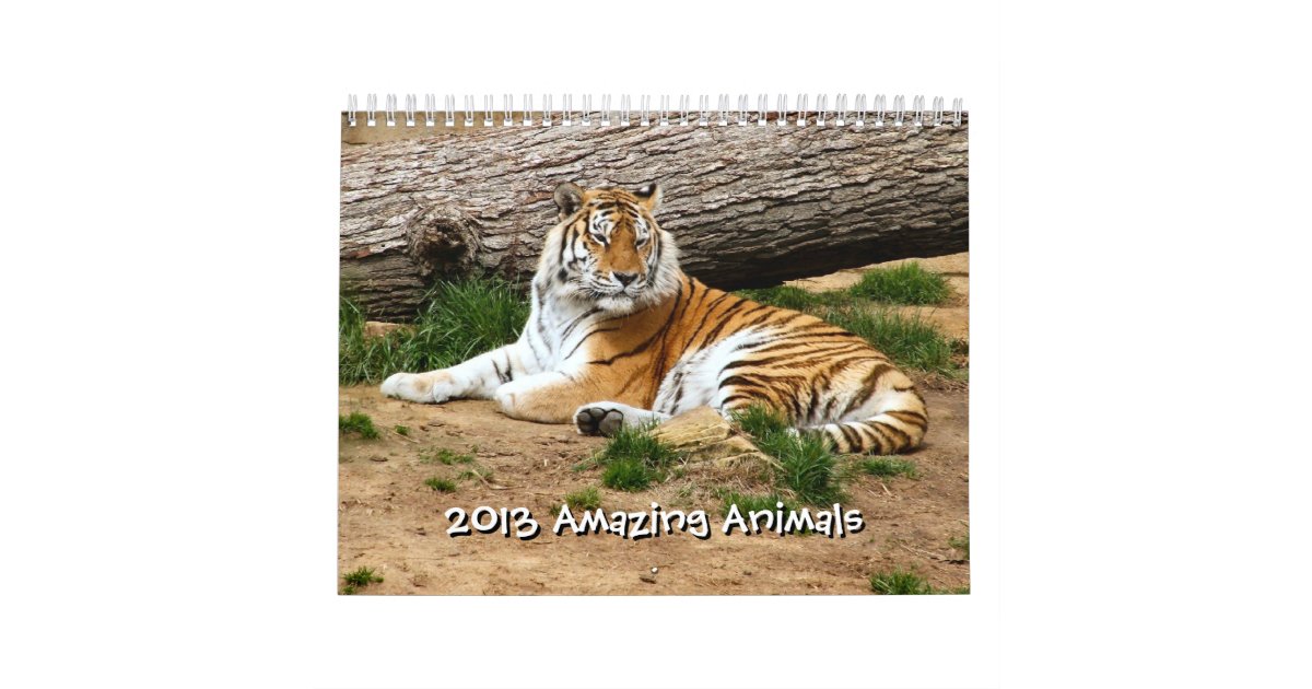 2013 Amazing Animals Wild Animal 12 Month Calendar | Zazzle