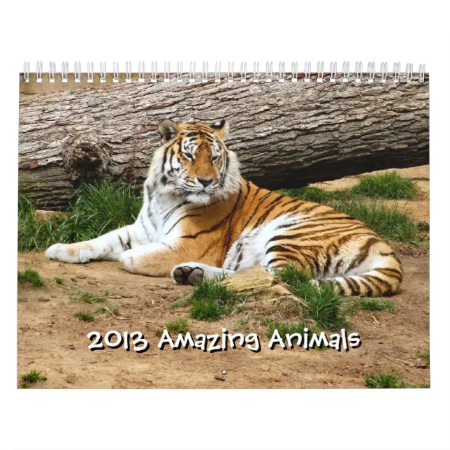 2013 Amazing Animals Wild Animal 12 Month Calendar | Zazzle