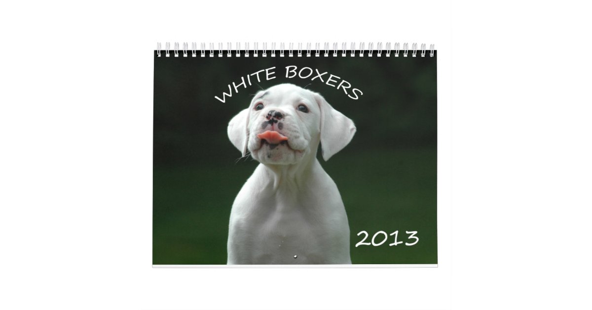 2013 White Boxer Calendar | Zazzle