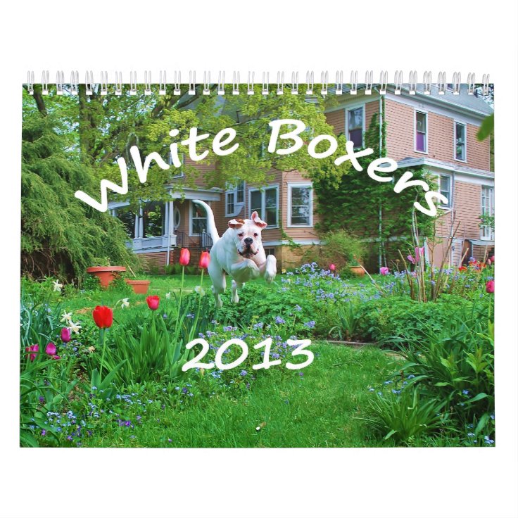 2013 White Boxer Calendar | Zazzle