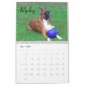 2014 Show Boxer Calendar | Zazzle