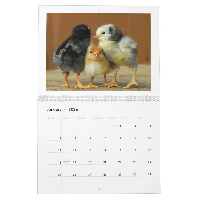 2015 Chickens Wall Calendar | Zazzle
