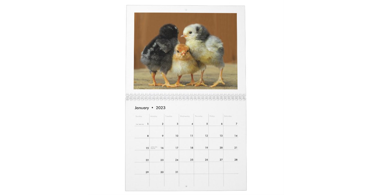 2015 Chickens Wall Calendar | Zazzle.com